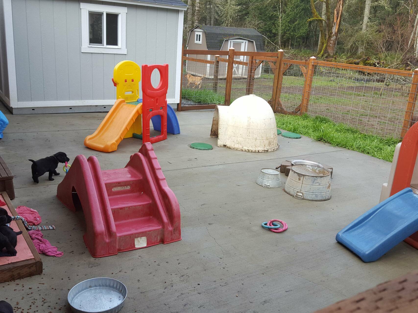 Our Setup-Raising Labrador Puppies | Johnson Point Labradors