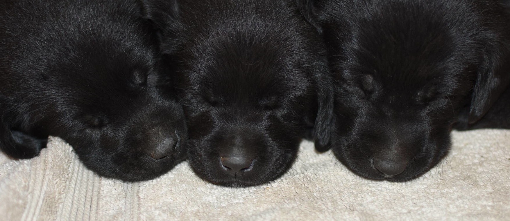 Upcoming Labrador Litters | Johnson Point Labradors