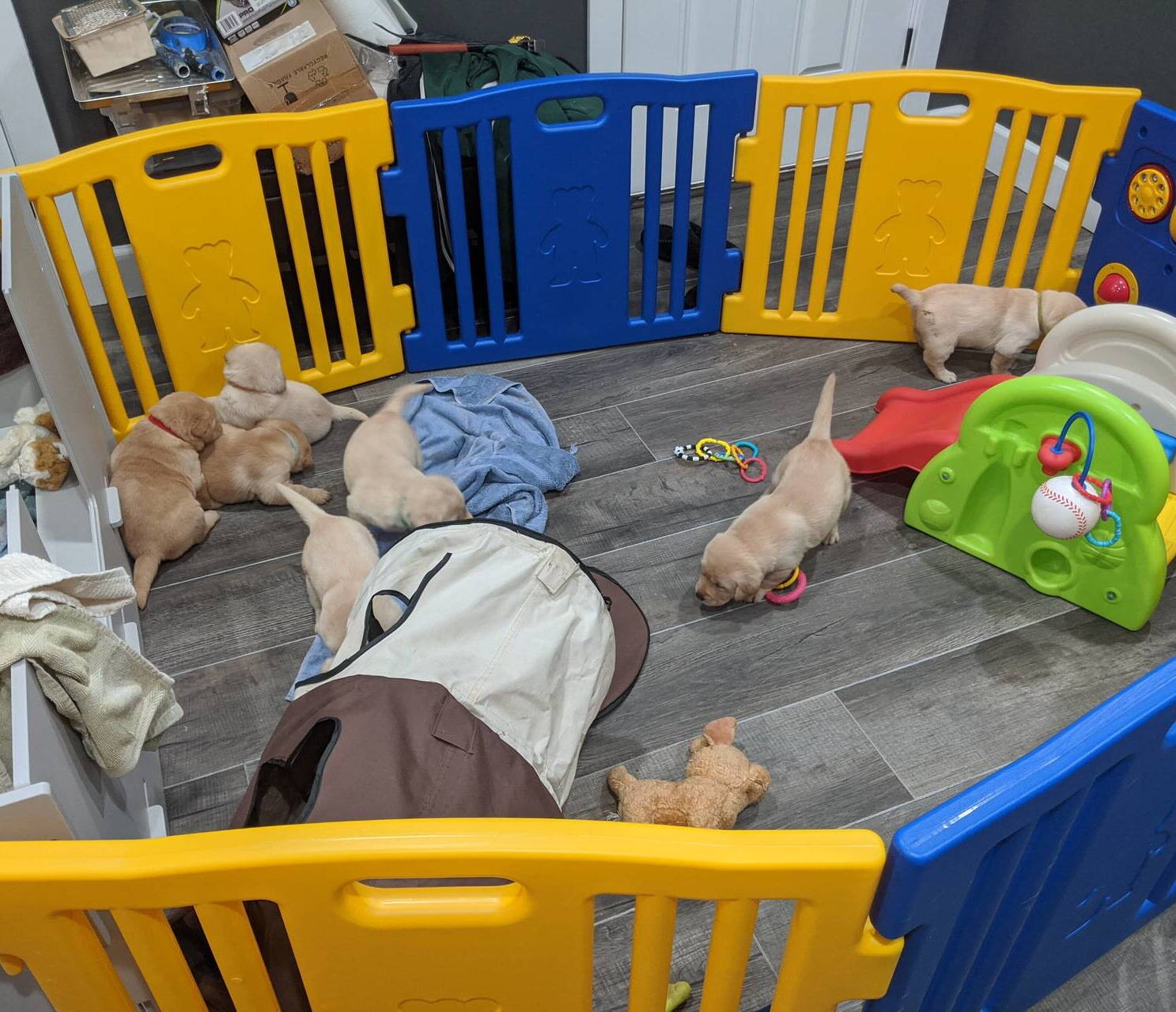 Our Setup-Raising Labrador Puppies | Johnson Point Labradors