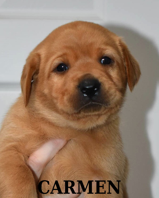 Current litters-Labrador Puppies | Johnson Point Labradors