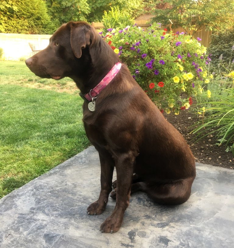 Our Labradors-"Daisy x Mercury" | Johnson Point Labradors