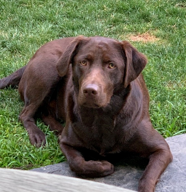 Our Labradors-"Daisy x Mercury" | Johnson Point Labradors