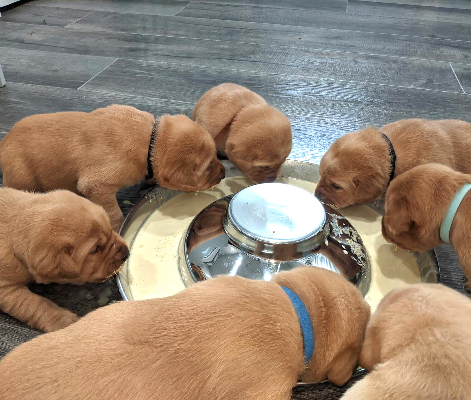 Current litters-Labrador Puppies | Johnson Point Labradors