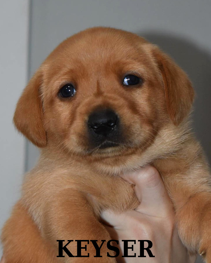 Current litters-Labrador Puppies | Johnson Point Labradors