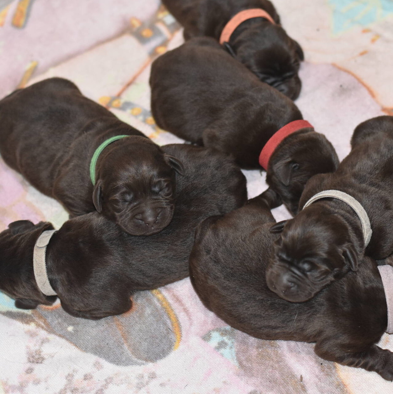 Current litters-Labrador Puppies | Johnson Point Labradors