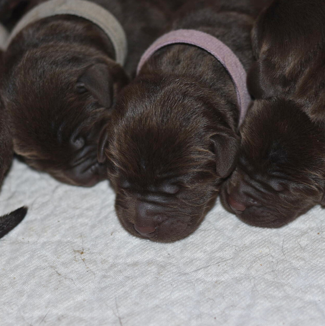 Current litters-Labrador Puppies | Johnson Point Labradors