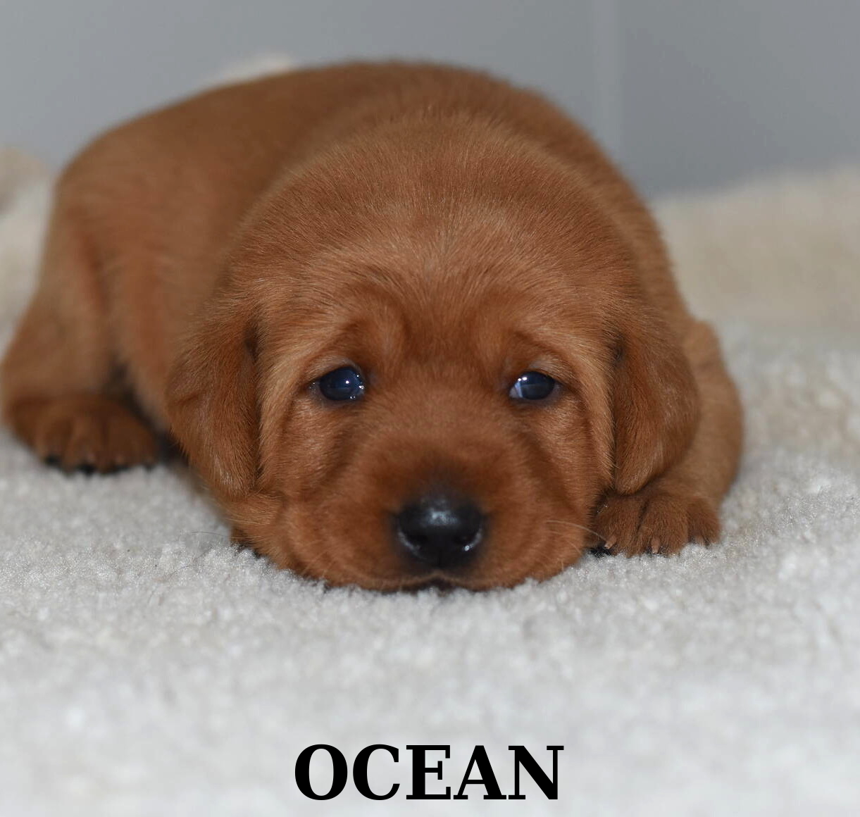 Current litters-Labrador Puppies | Johnson Point Labradors