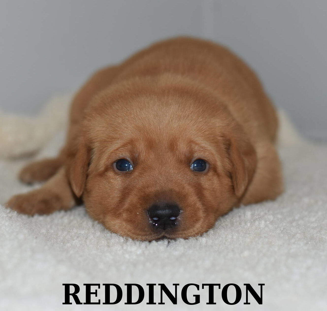 Current litters-Labrador Puppies | Johnson Point Labradors