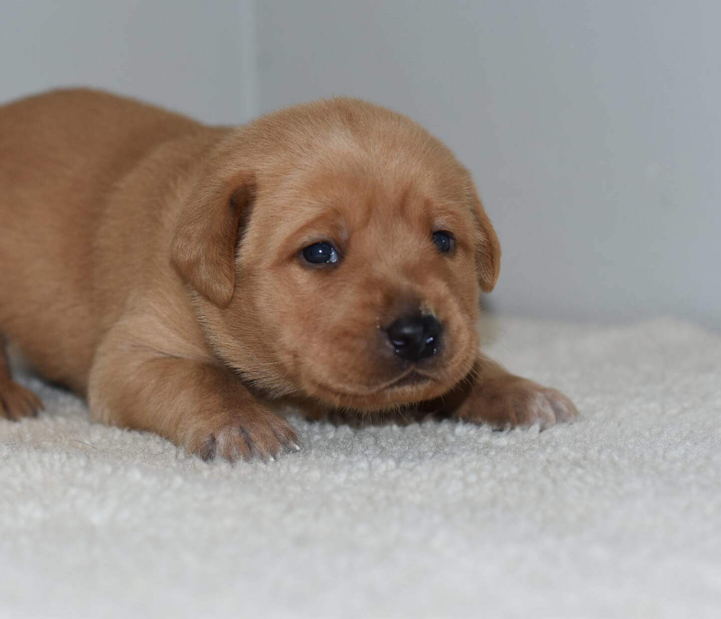 Current litters-Labrador Puppies | Johnson Point Labradors