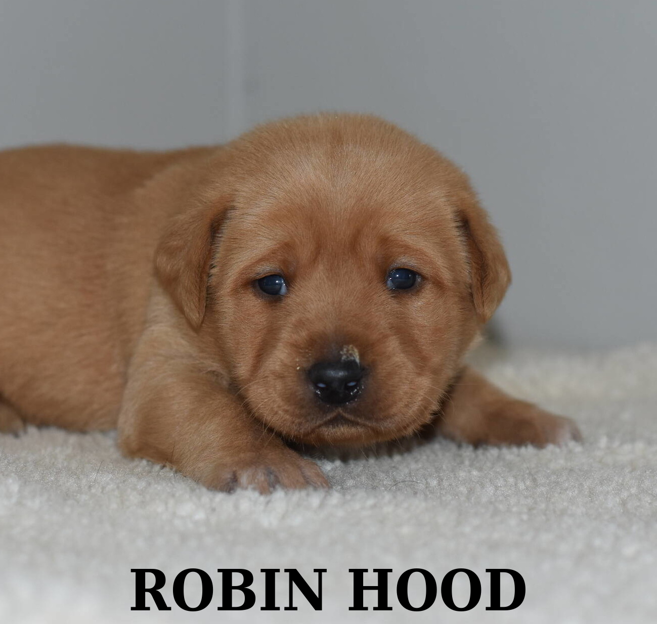 Current litters-Labrador Puppies | Johnson Point Labradors