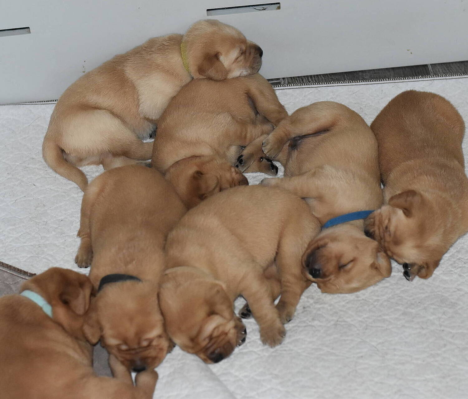 Current litters-Labrador Puppies | Johnson Point Labradors