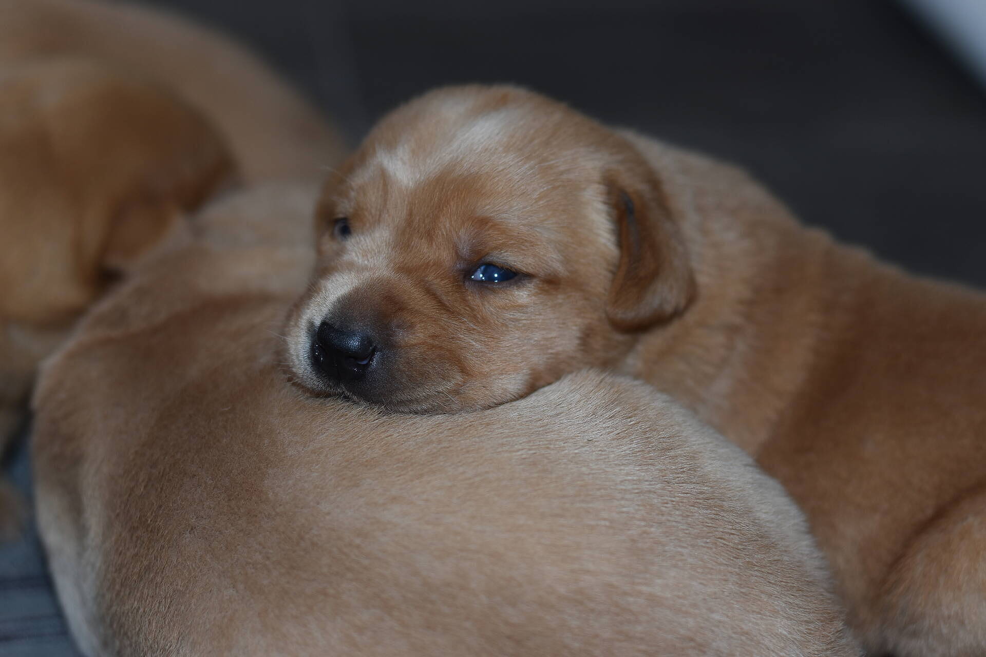 Current litters-Labrador Puppies | Johnson Point Labradors