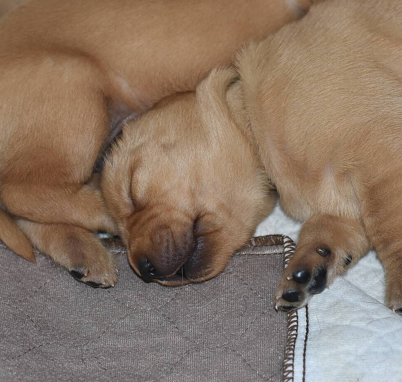 Current litters-Labrador Puppies | Johnson Point Labradors