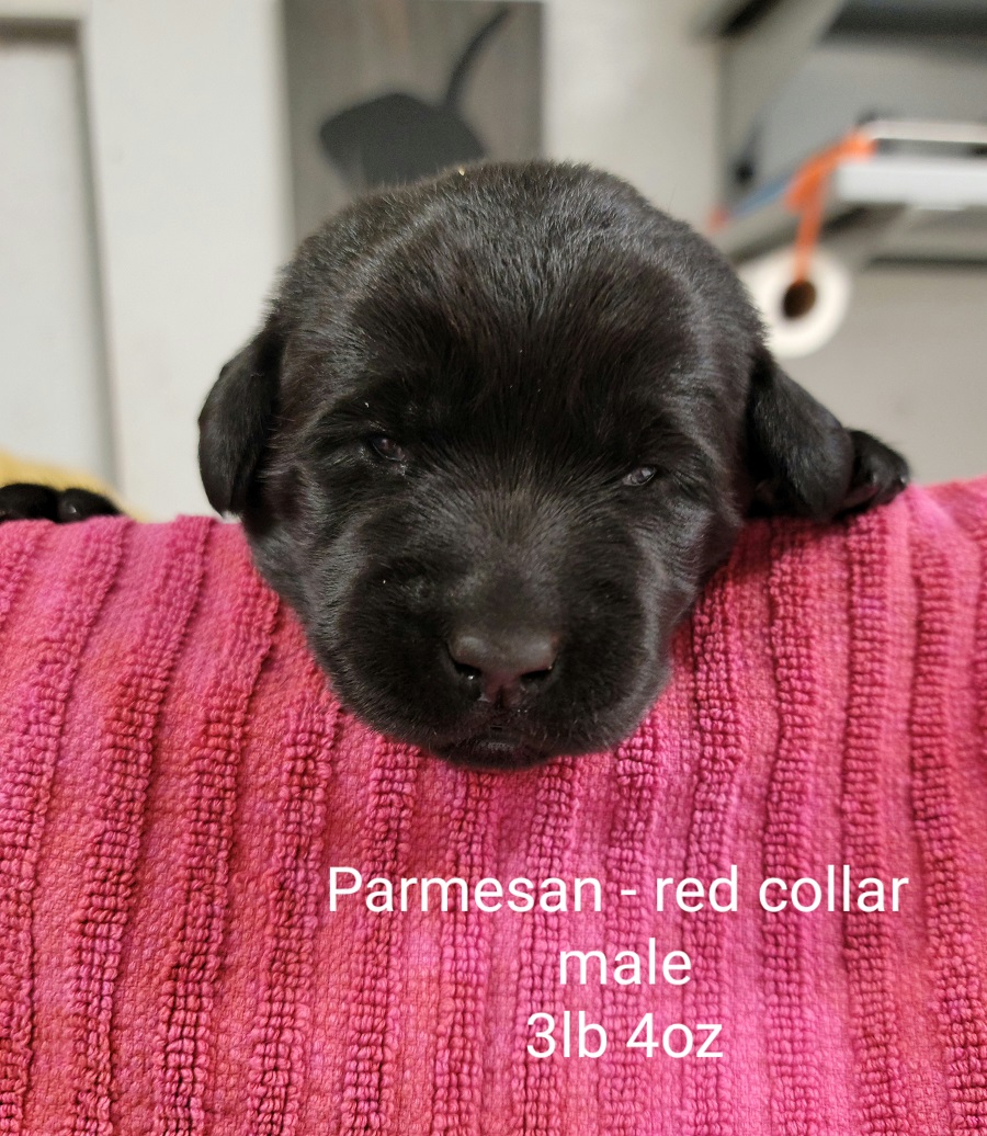 Current litters-Labrador Puppies | Johnson Point Labradors