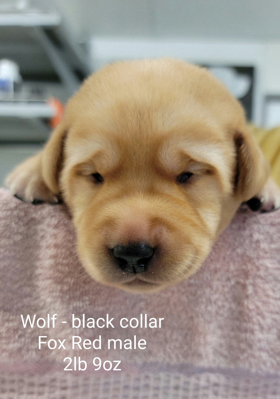 Current litters-Labrador Puppies | Johnson Point Labradors