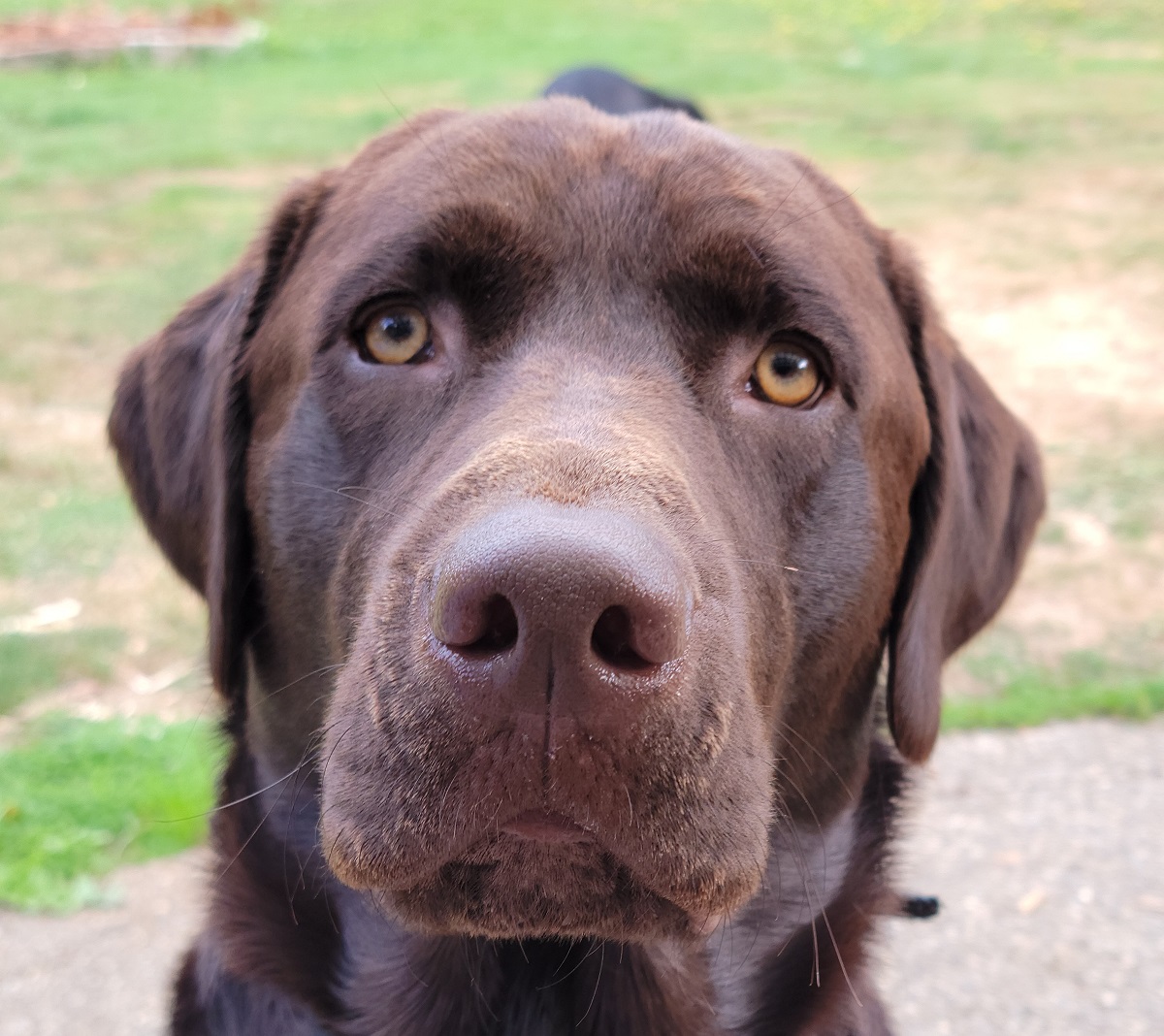 Family Labrador Retriever breeder-Olympia, Wa. | Johnson Point Labradors